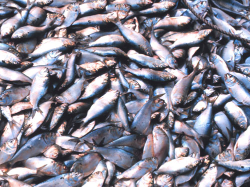 Menhaden (bunker) – www.daybreakfishing.com