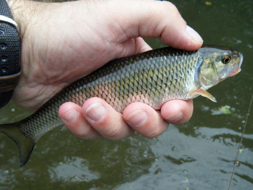 Fallfish – www.daybreakfishing.com