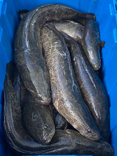 Northern Snakehead – Updates – www.daybreakfishing.com